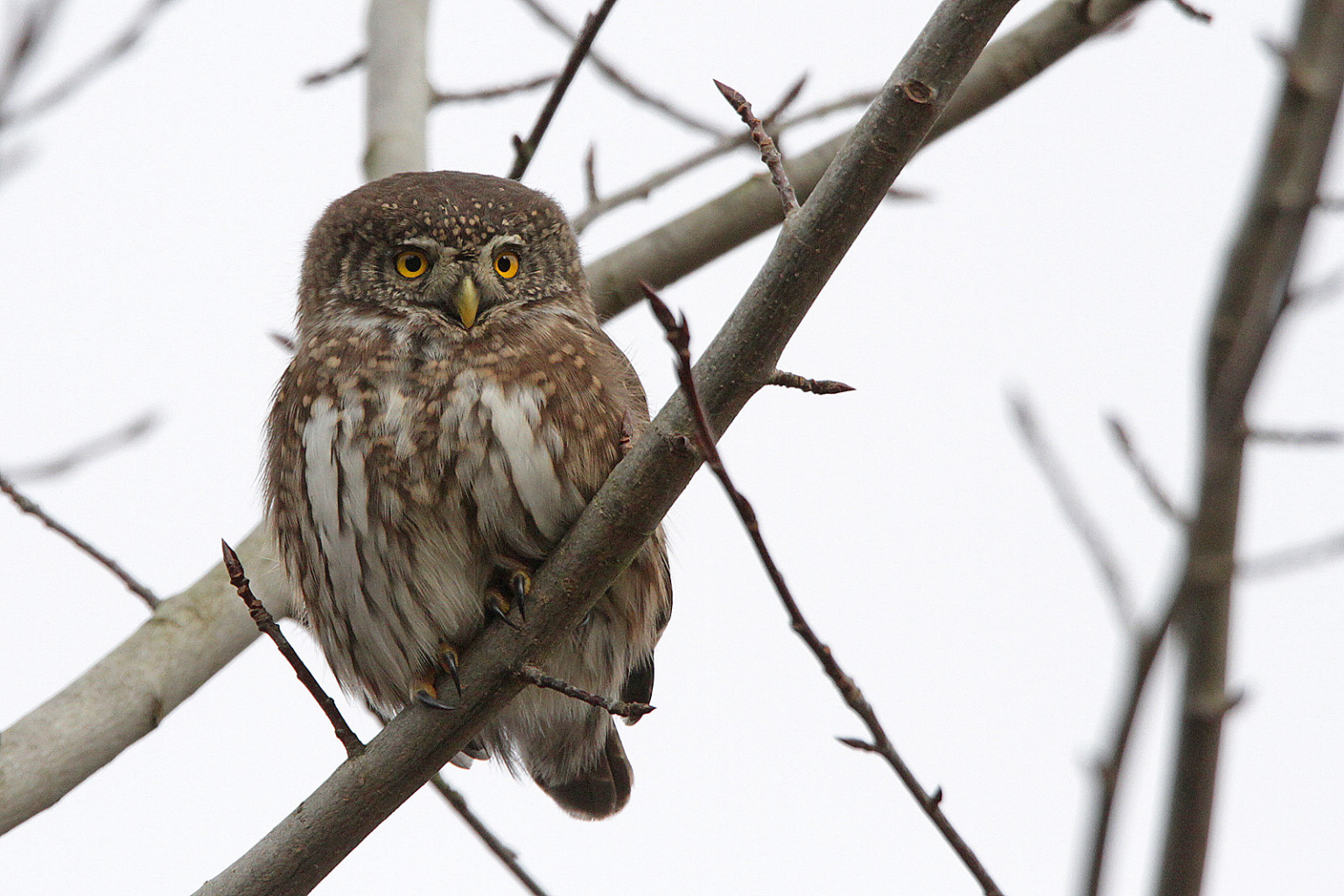 Dr. André Günther (Freiberg): „Kolibris und Ameisenpittas – Vögel in ...